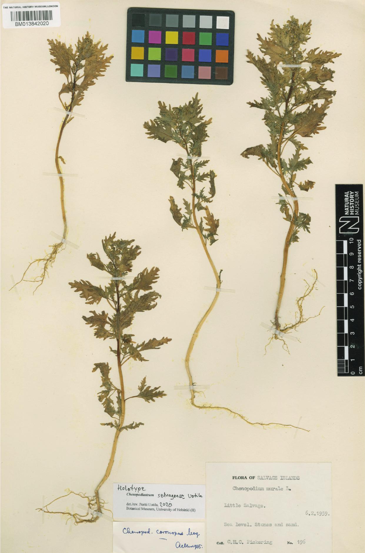 Chenopodiastrum (Amaranthaceae s. lato/Chenopodiaceae s. stricto) on ...