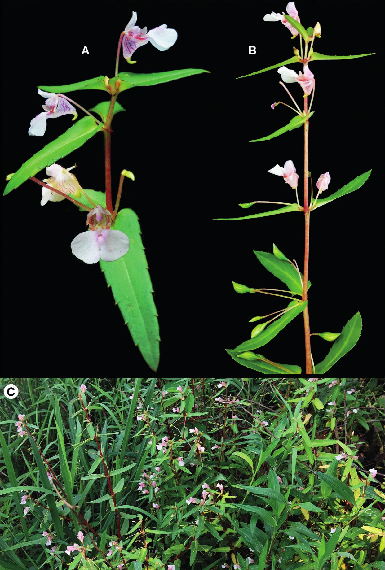 Impatiens thulunadensis (Balsaminaceae), a New Species from Northern ...