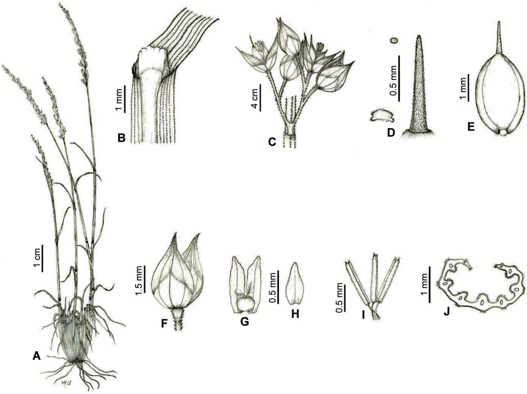 Piptatherum fumeauxii (Poaceae), a New Species from Algeria
