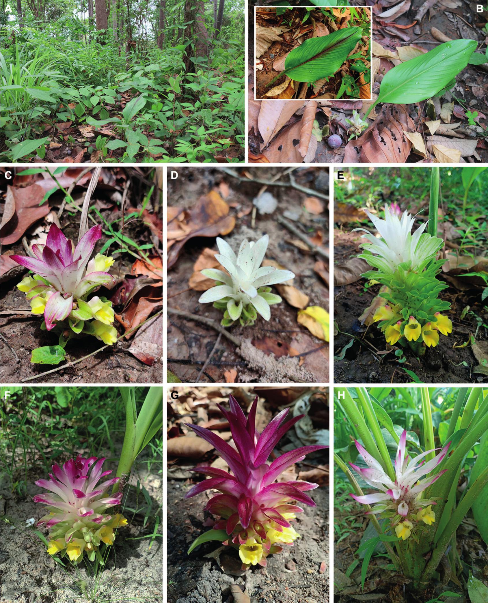 Curcuma diversicolor (Zingiberaceae), a New Species from Northern ...