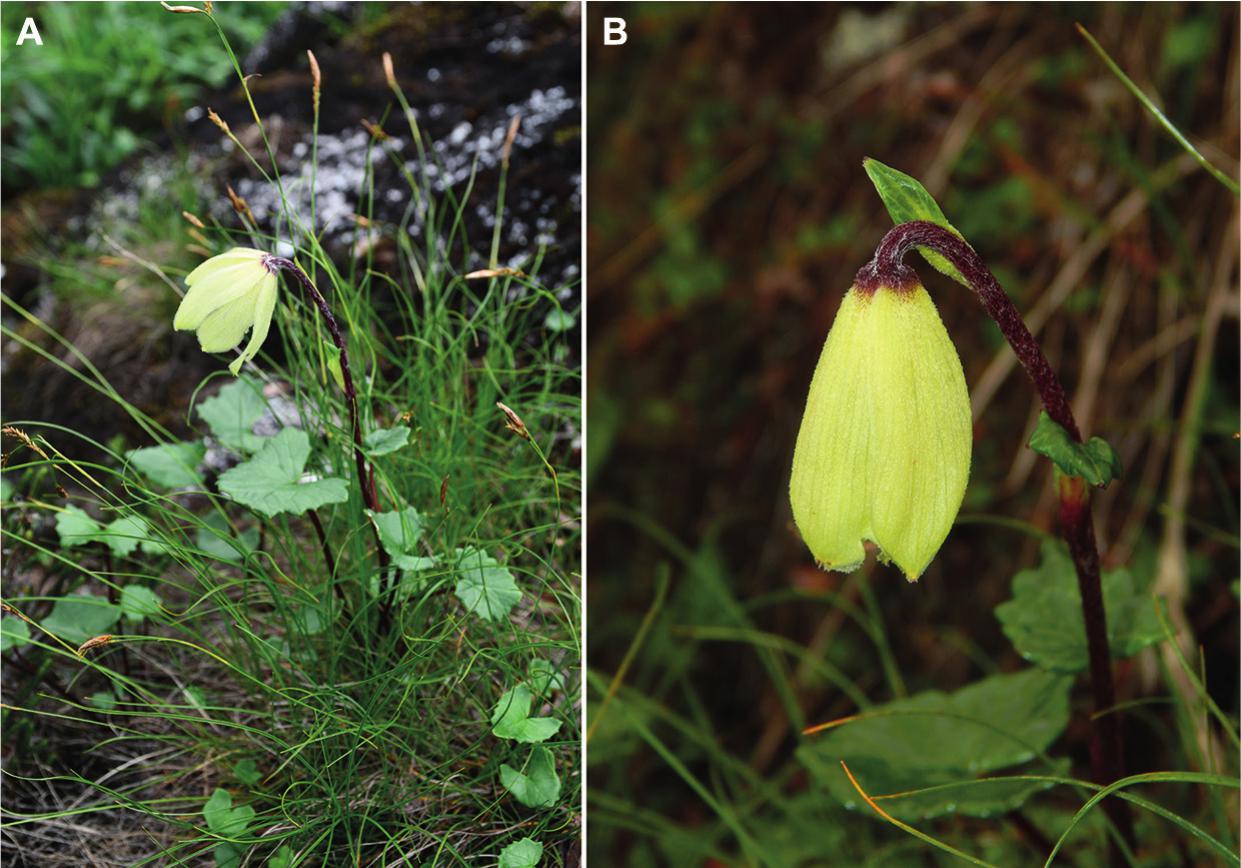 Cremanthodium kalaiselviae (Asteraceae), a New Species from the Indian ...
