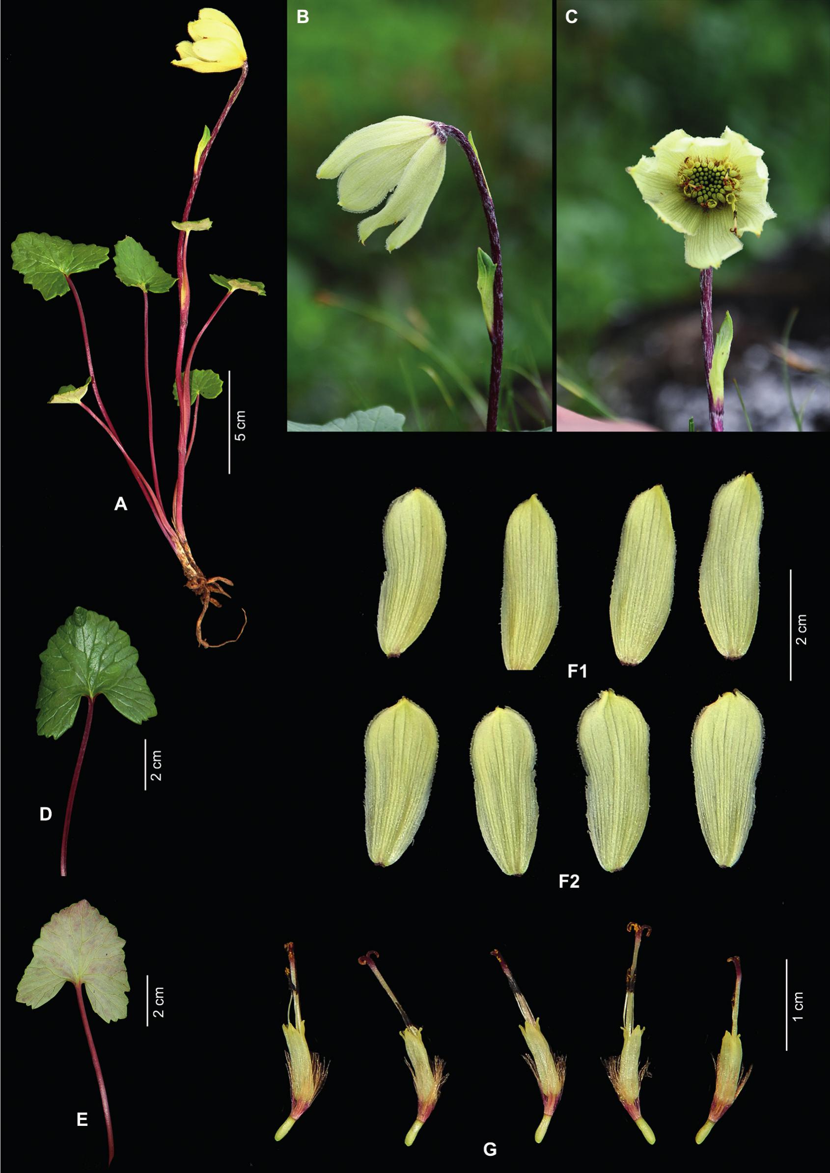 Cremanthodium kalaiselviae (Asteraceae), a New Species from the Indian ...