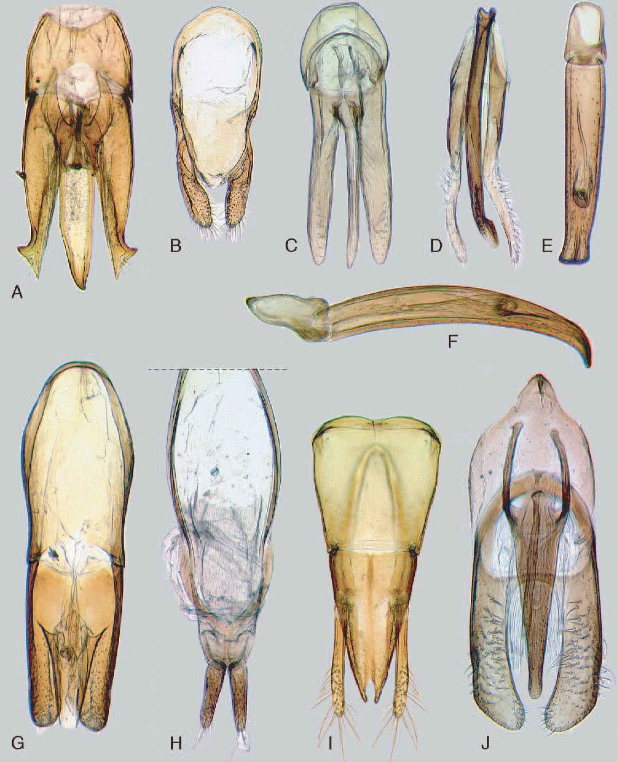 Phylogeny of the Coleoptera Based on Morphological Characters of Adults ...