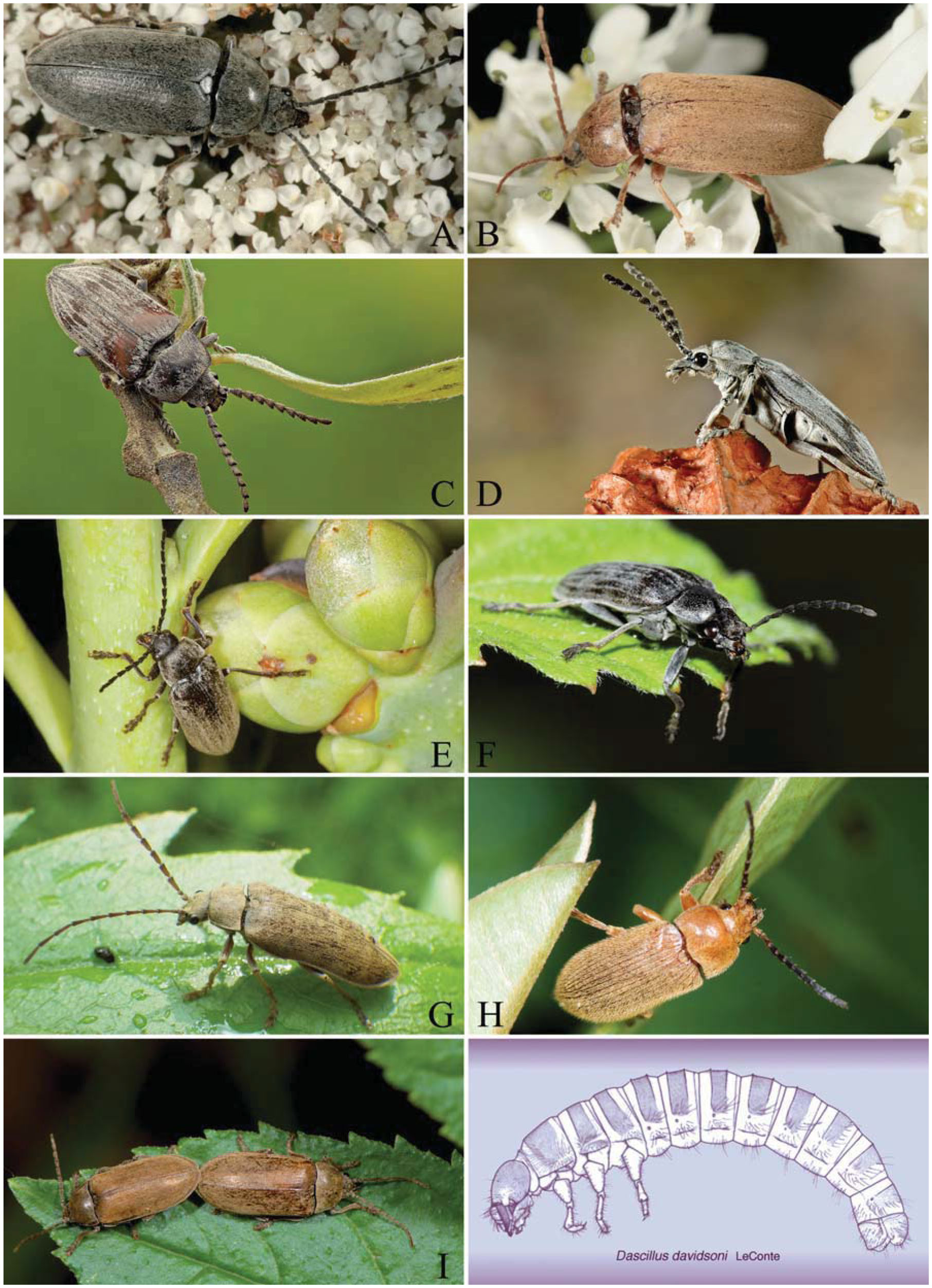 Genera of Dascillinae (Coleoptera: Dascillidae) with a Review of the ...