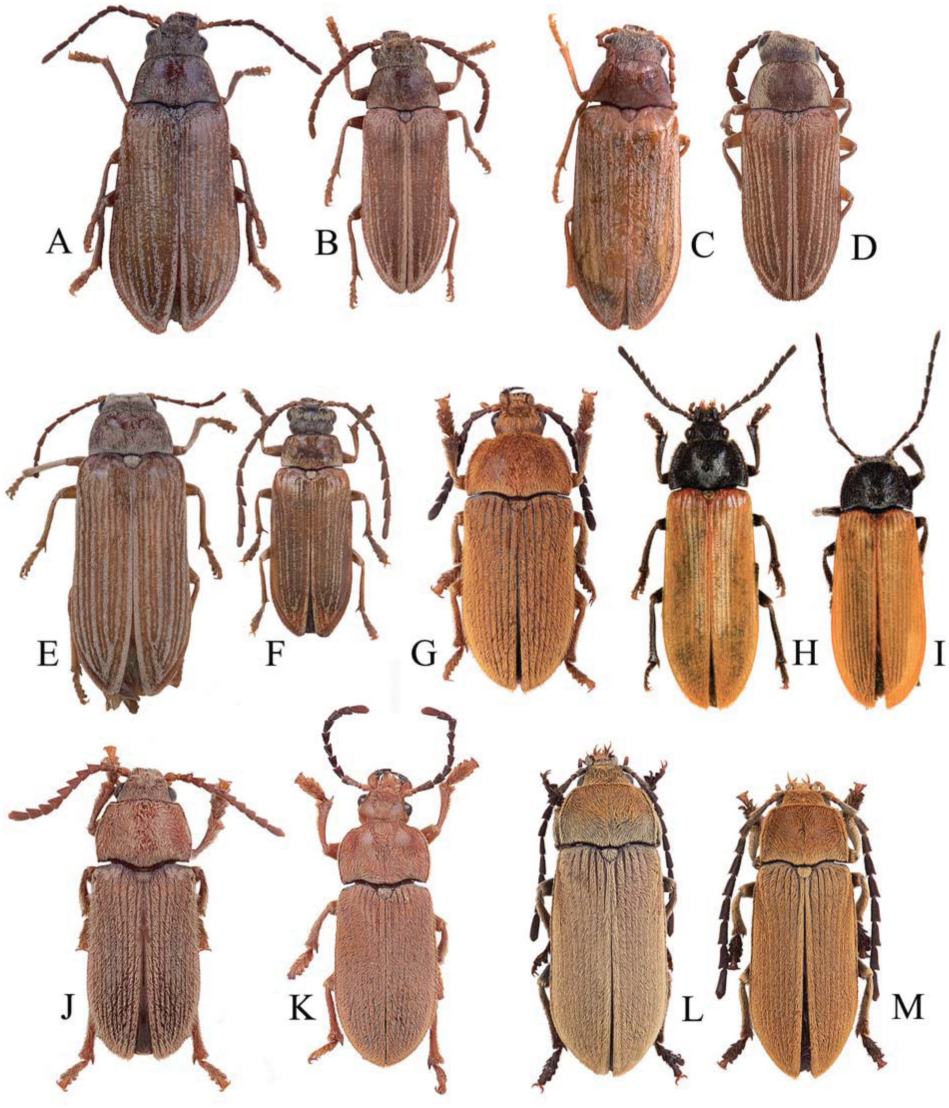 Genera of Dascillinae (Coleoptera: Dascillidae) with a Review of the ...