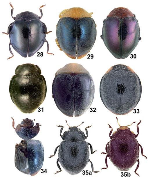 A Review of the Genus Cryptolaemus Mulsant (Coleoptera: Coccinellidae ...