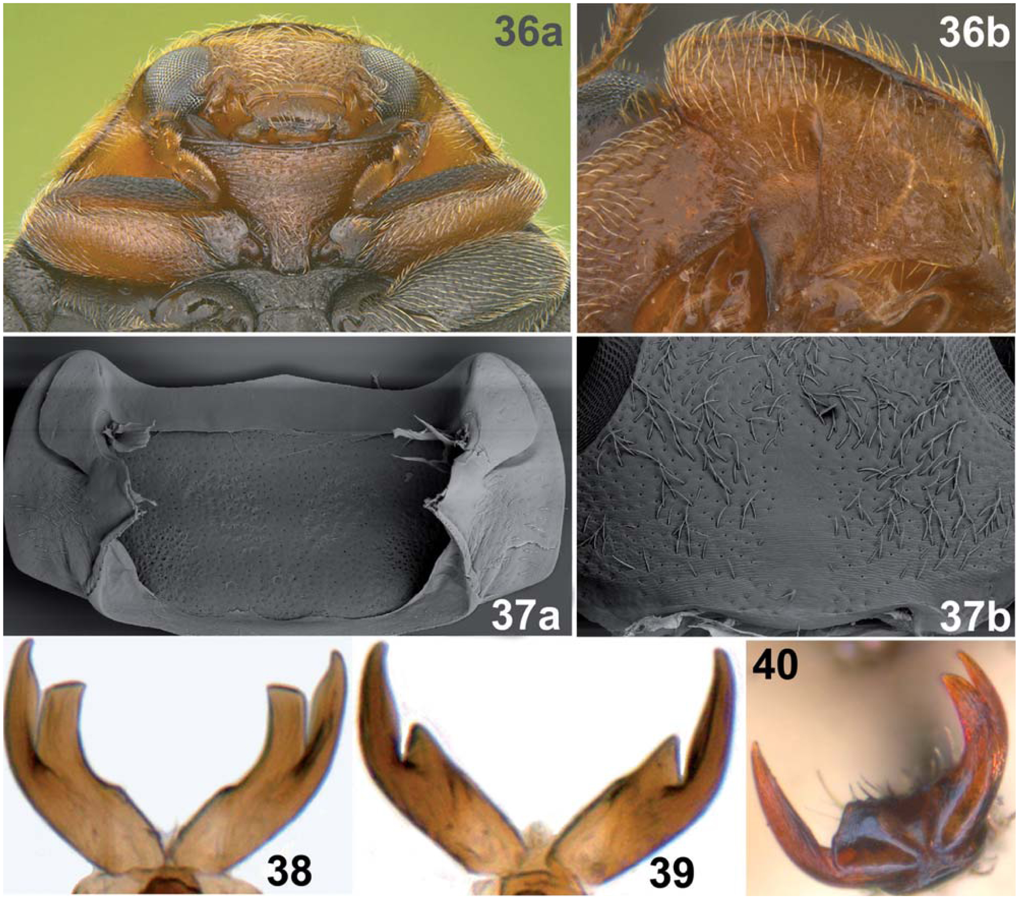 A Review of the Genus Cryptolaemus Mulsant (Coleoptera: Coccinellidae ...
