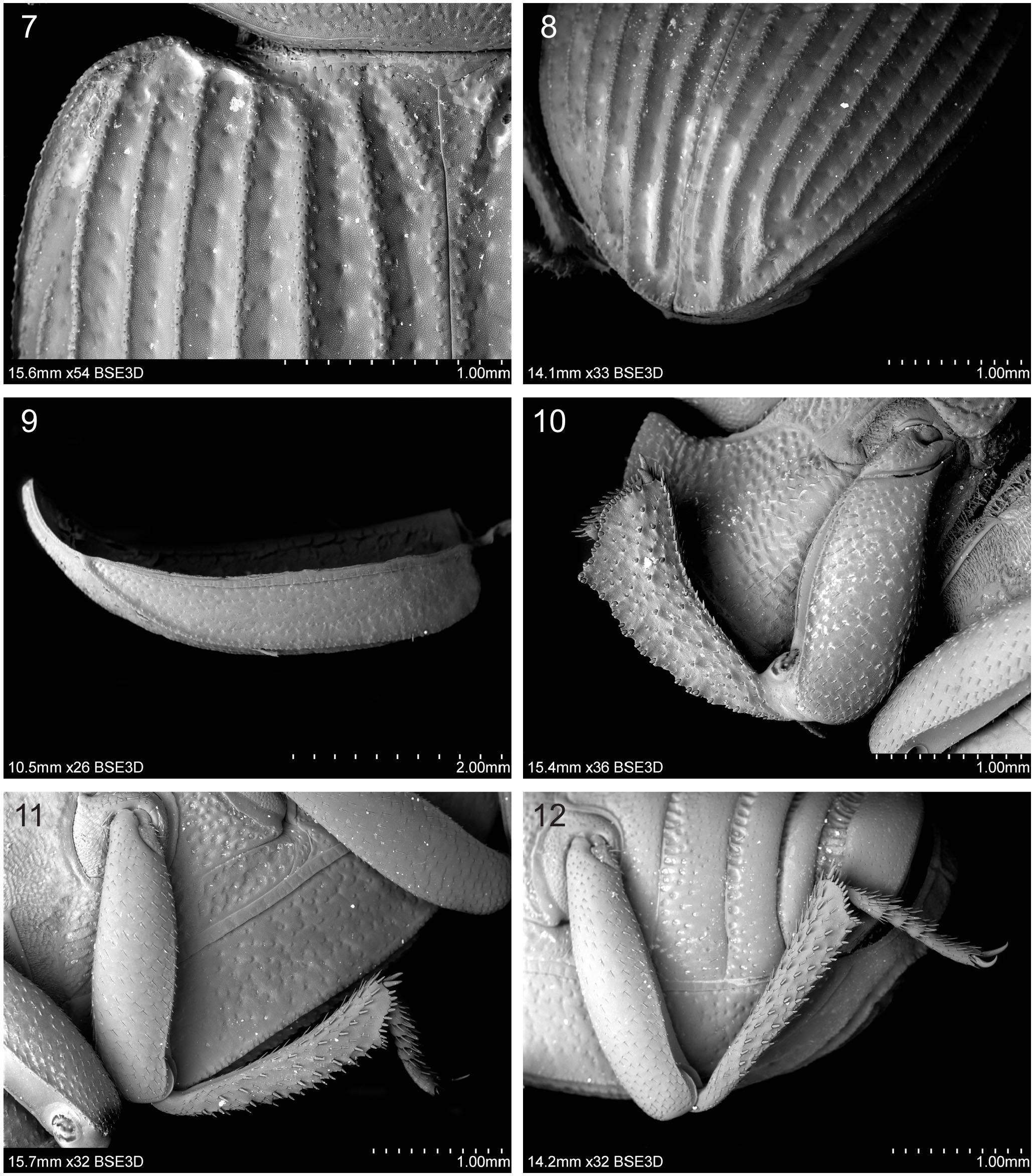 Taxonomy of the Genus Amathobius Gebien, 1920 (Coleoptera ...