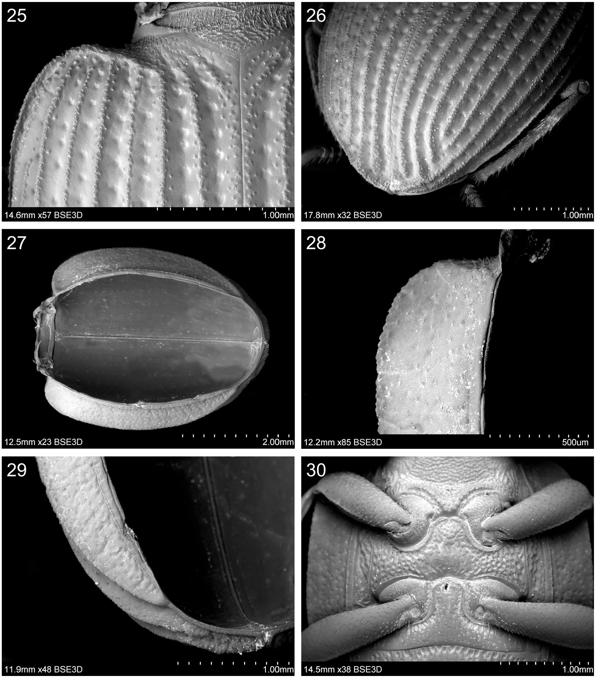 Taxonomy of the Genus Amathobius Gebien, 1920 (Coleoptera ...