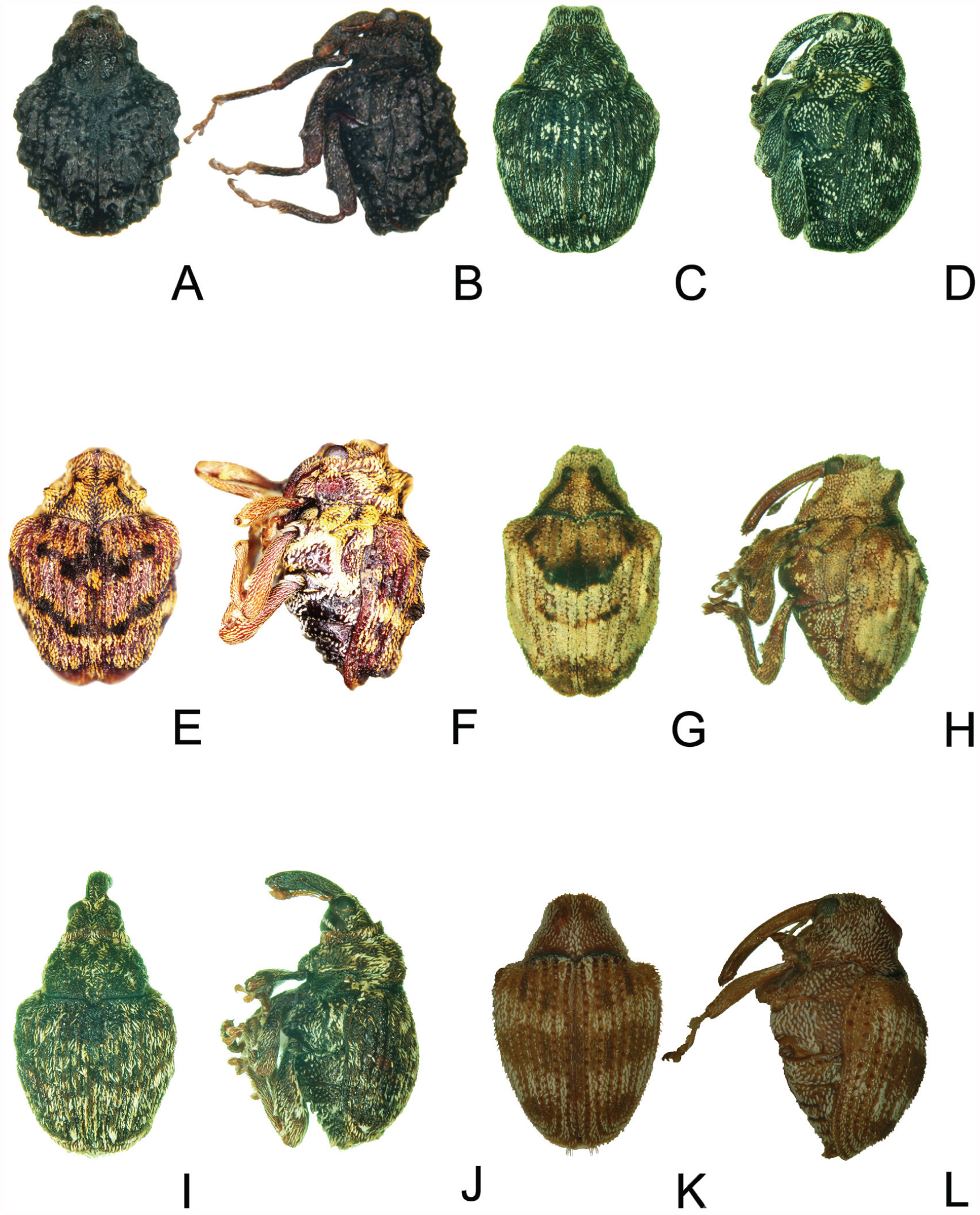 A Checklist of Chinese Ceutorhynchinae (Coleoptera: Curculionidae)