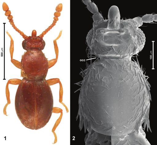 Neotropical Glandulariini with Male Cephalic Modifications ...