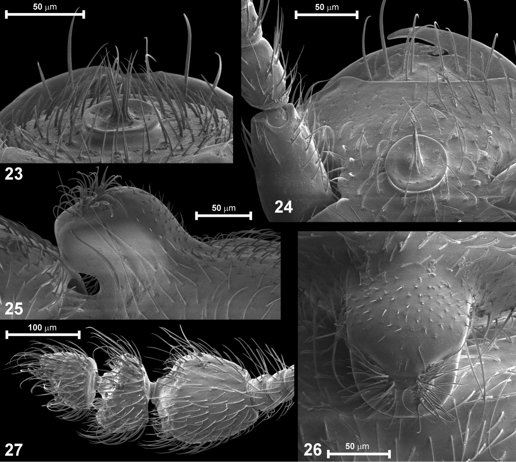 Neotropical Glandulariini with Male Cephalic Modifications ...