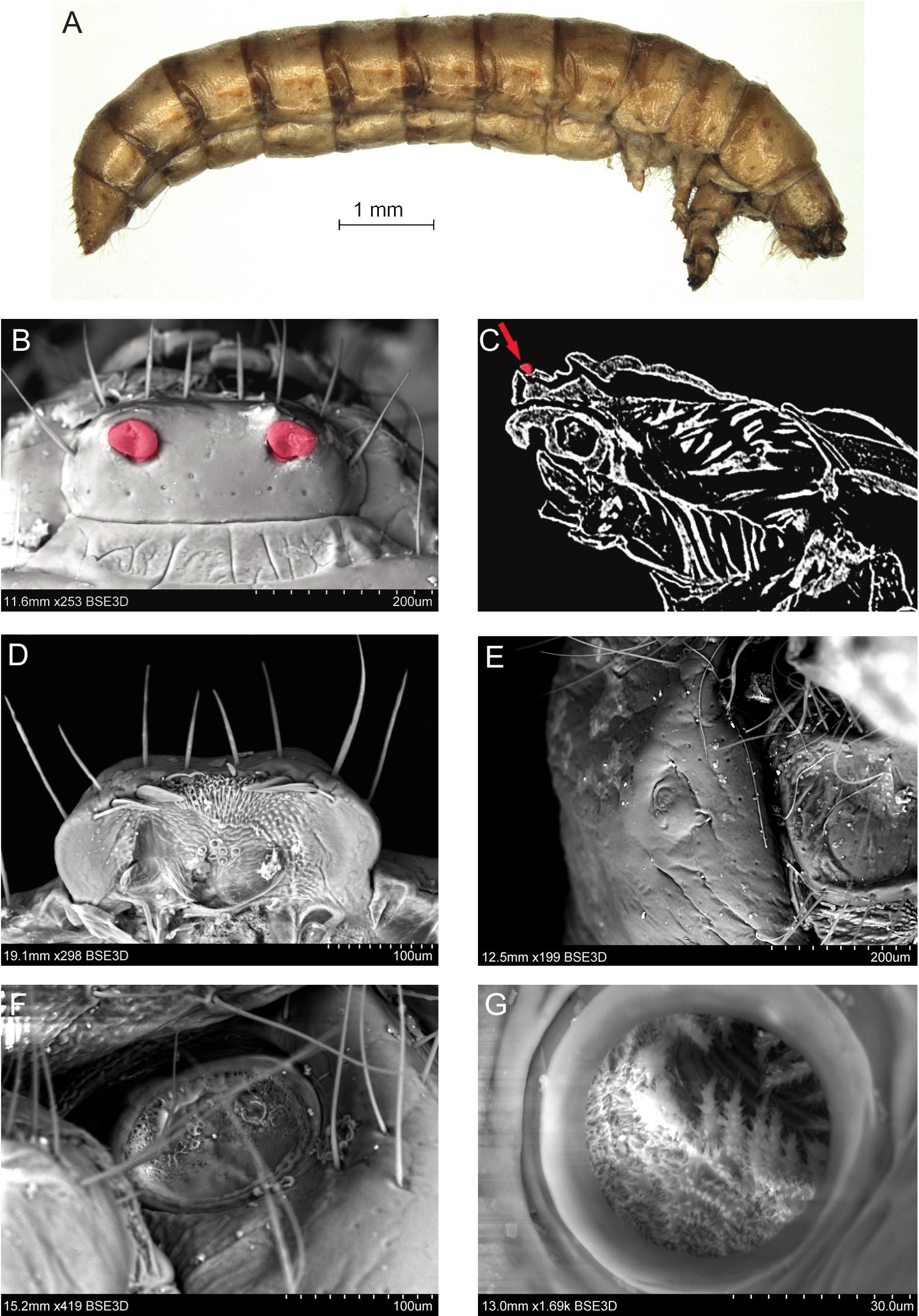 Description of the Larva of Cyptus ardoini (Pierre, 1972), with Remarks ...