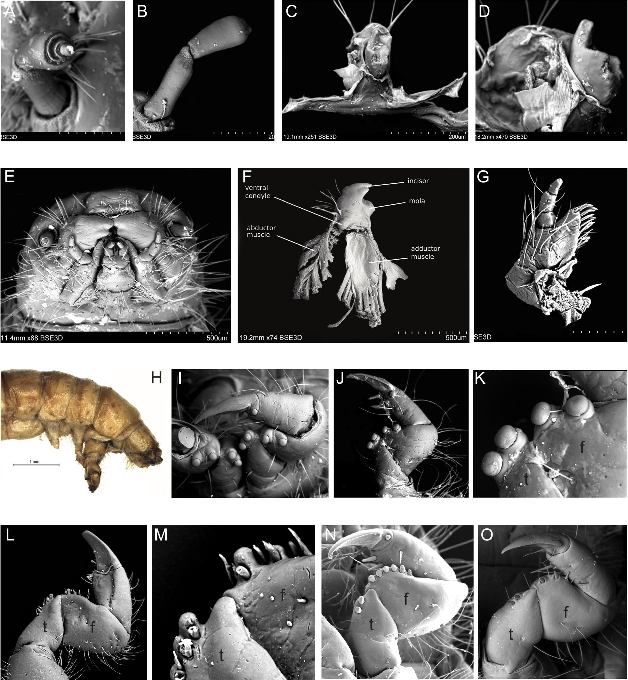 Description of the Larva of Cyptus ardoini (Pierre, 1972), with Remarks ...
