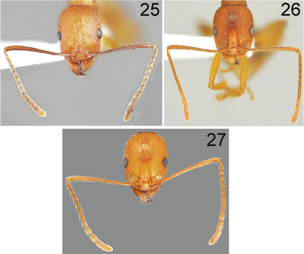 Review of the Aphaenogaster splendida Species-Group (Hymenoptera ...