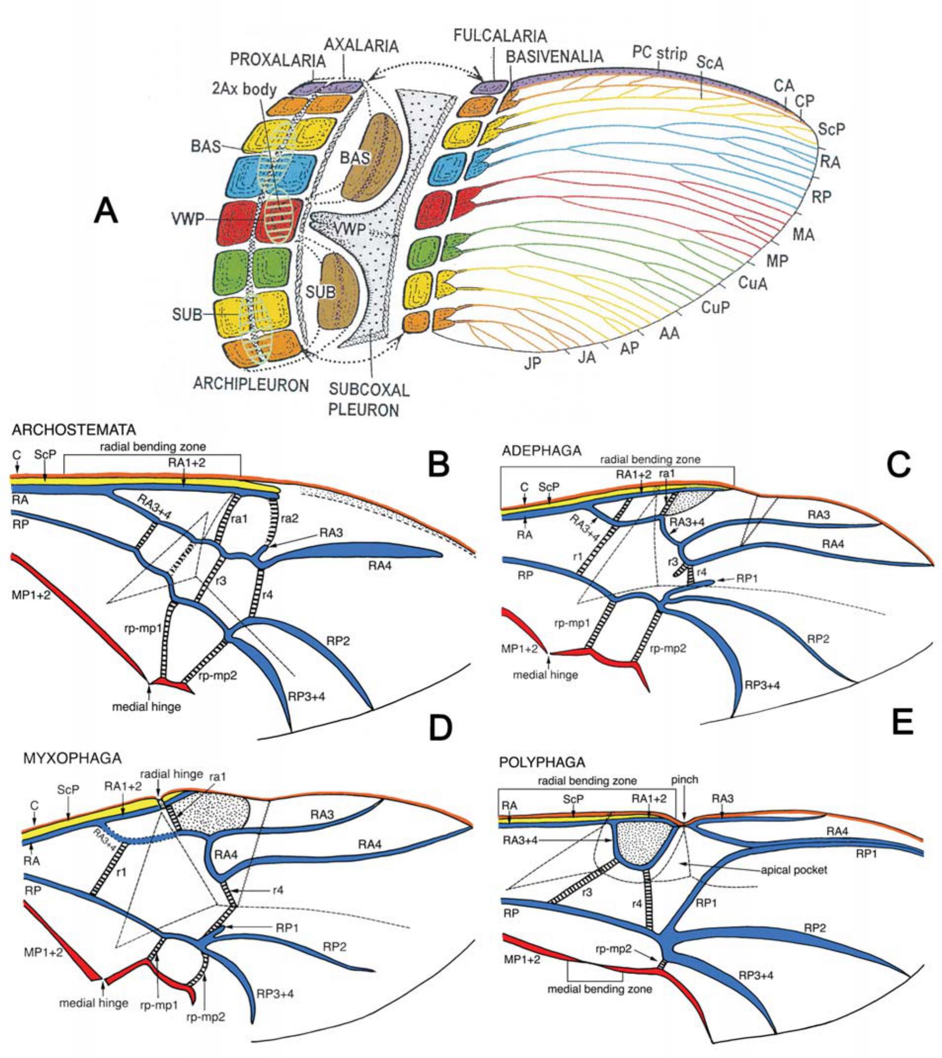 The Hind Wing of Coleoptera (Insecta): Morphology, Nomenclature and ...