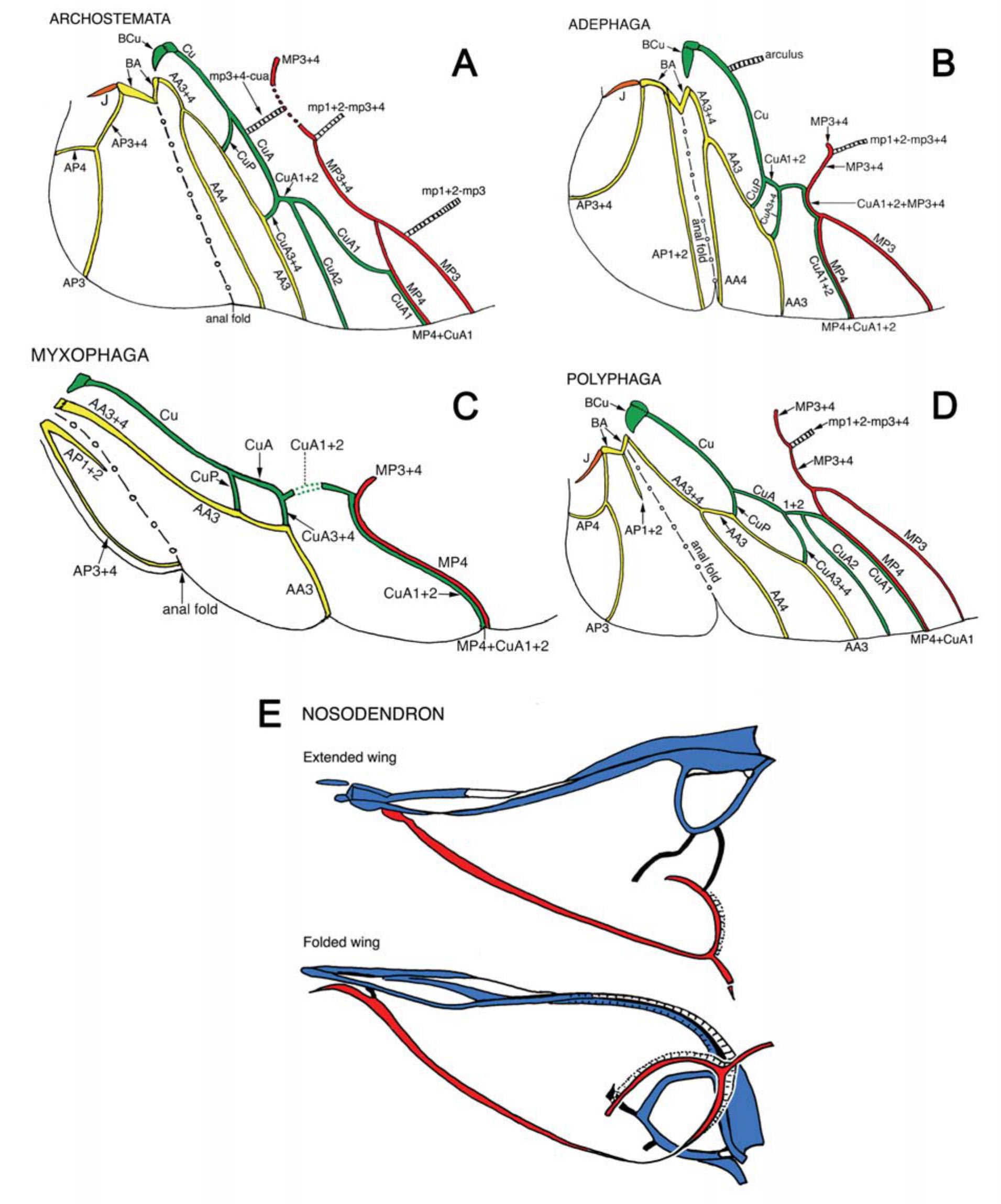 The Hind Wing of Coleoptera (Insecta): Morphology, Nomenclature and ...