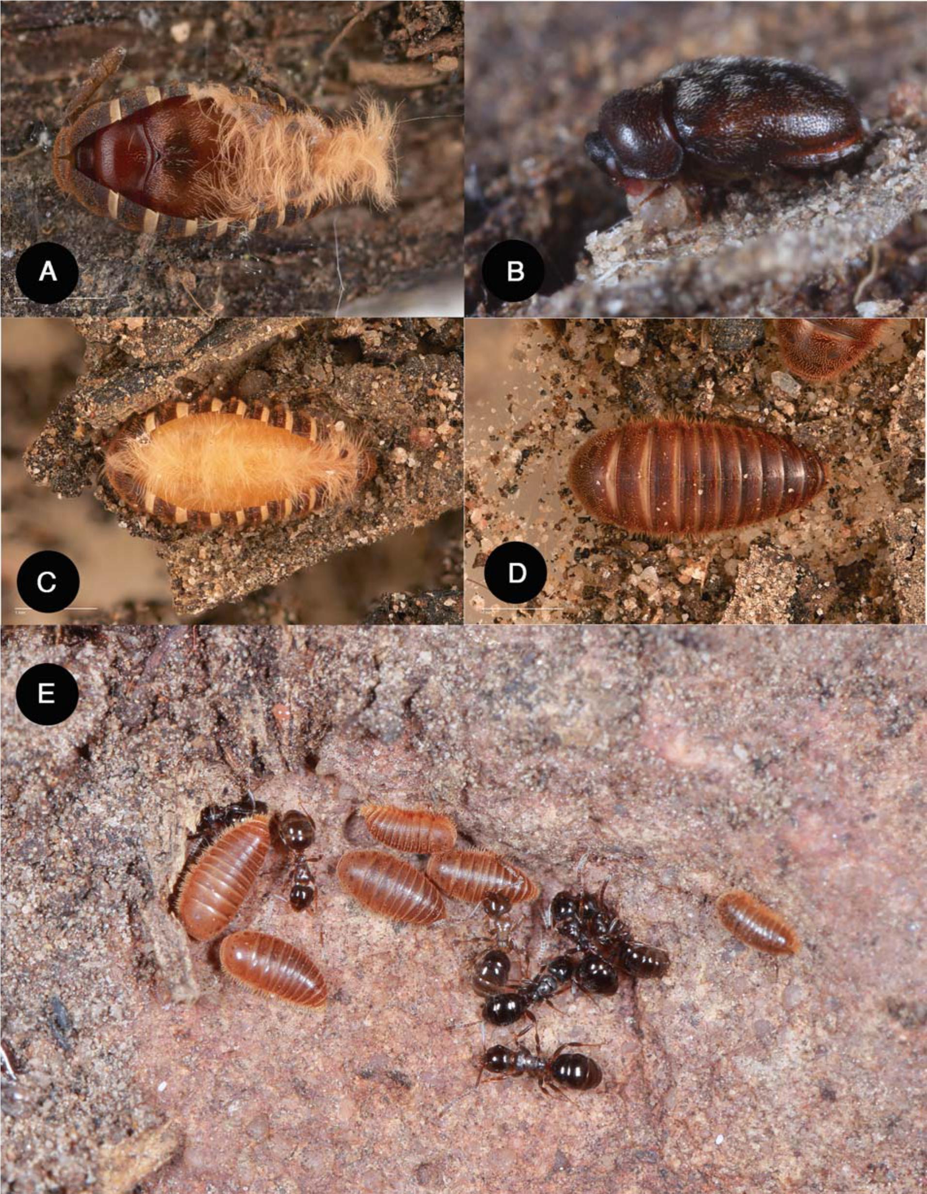 The Australian Hide, Larder and Carpet Beetles (Coleoptera: Dermestidae ...