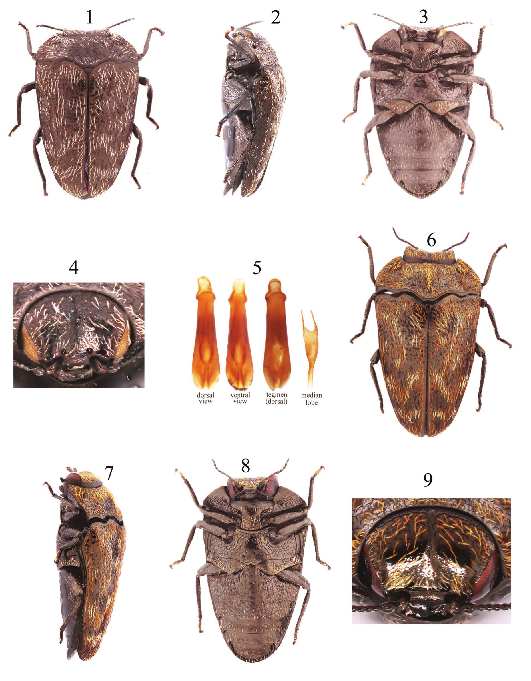 Studies on the Genus Habroloma Thomson from China (7) - A Faunal Survey ...