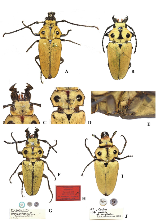 Review of Trictenotomid Beetles (Coleoptera: Trictenotomidae) of India ...