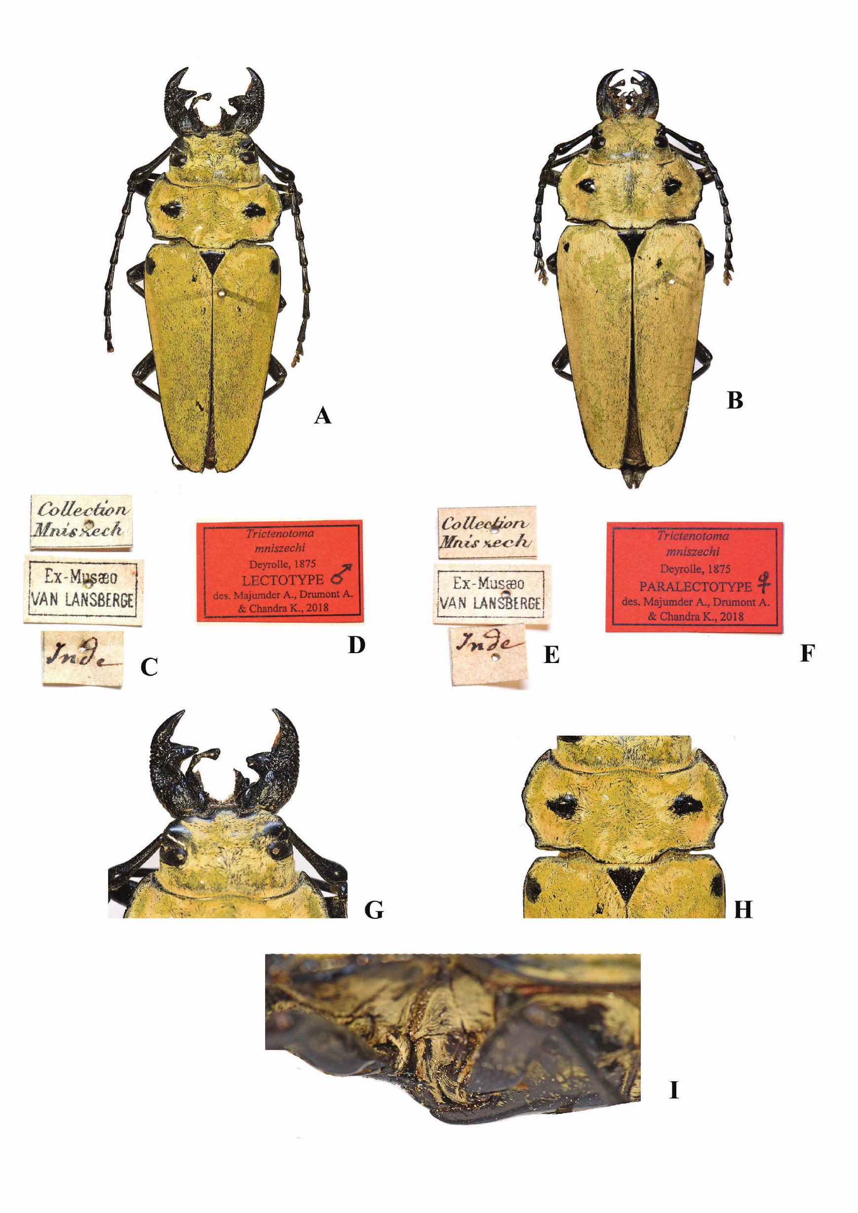 Review of Trictenotomid Beetles (Coleoptera: Trictenotomidae) of India ...