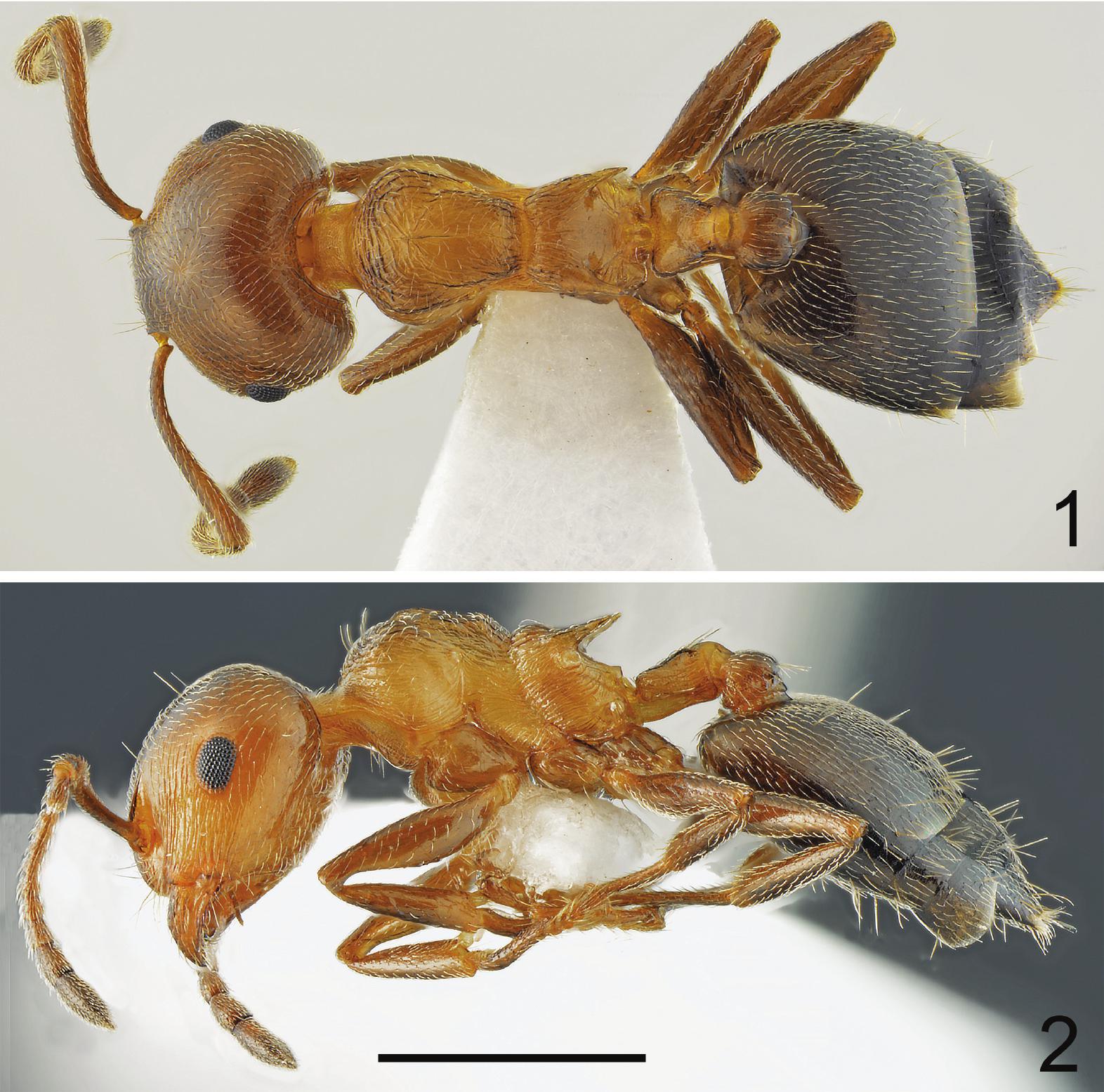 Crematogaster ourea sp. nov. a New Ant Species (Hymenoptera: Formicidae ...