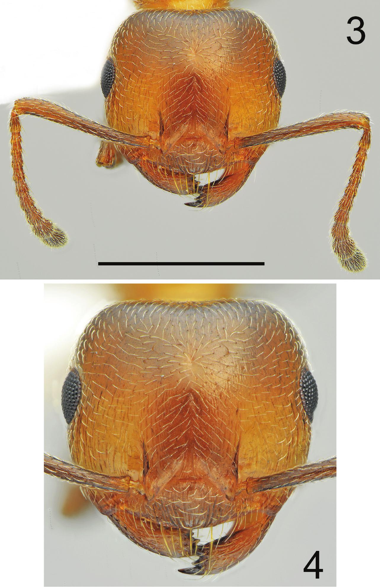Crematogaster ourea sp. nov. a New Ant Species (Hymenoptera: Formicidae ...