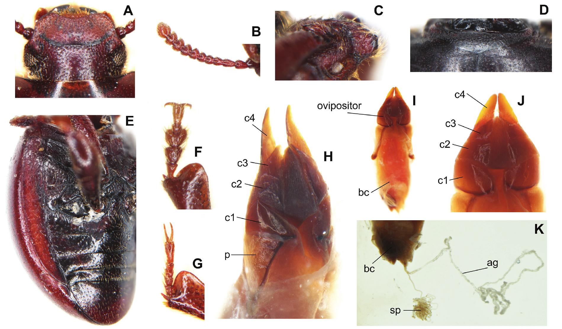 Dissonomini Medvedev, 1968: The Eighth Tribe of the Subfamily Blaptinae ...