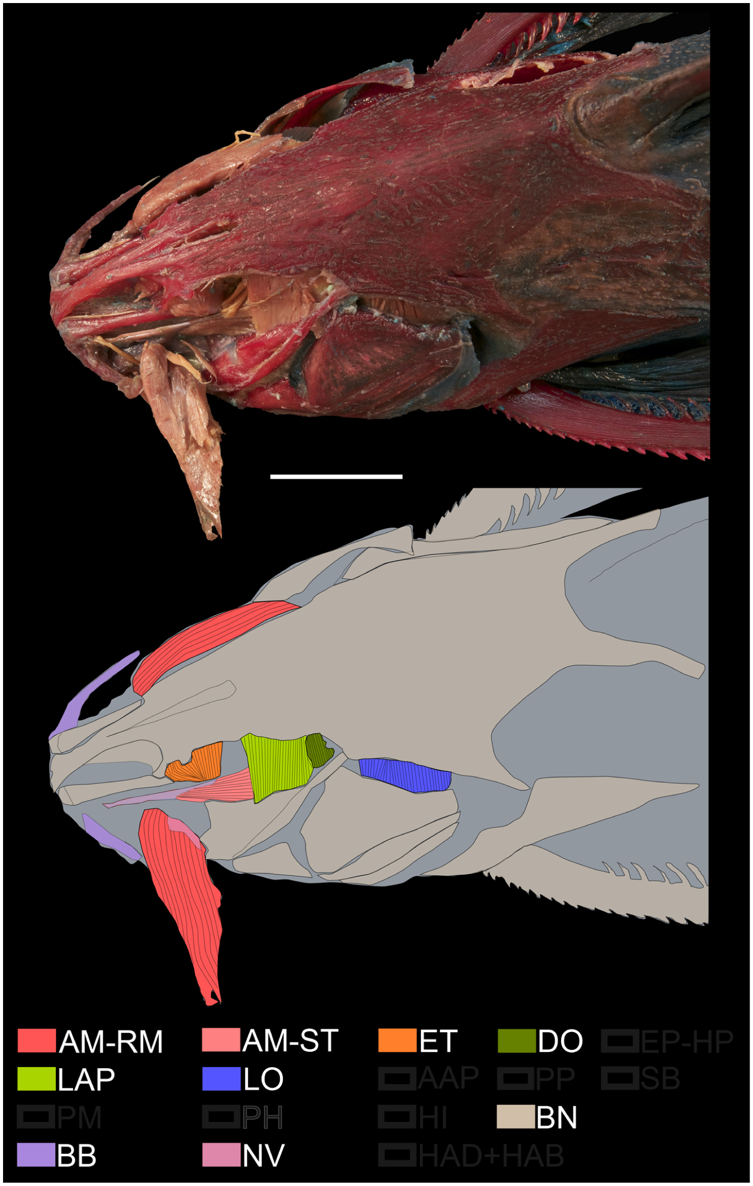 Mandibular, hyoid and pectoral musculature of thorny catfishes ...