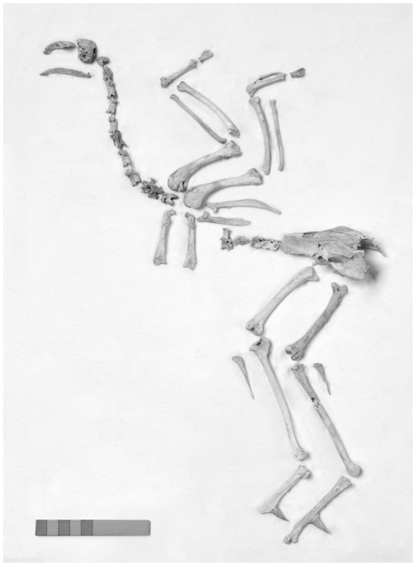 The role of birds as grave gifts in richly furnished Roman Iron Age ...