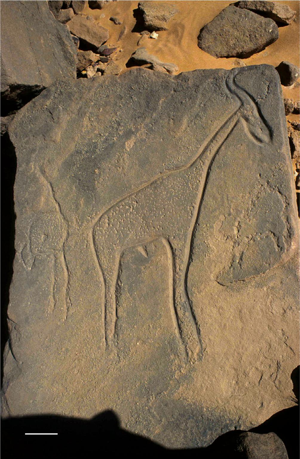 The dama gazelle Nanger dama (Pallas, 1766) in Saharan rock art
