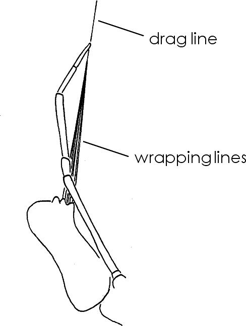 Possible functional significance of spigot placement on the spinnerets ...