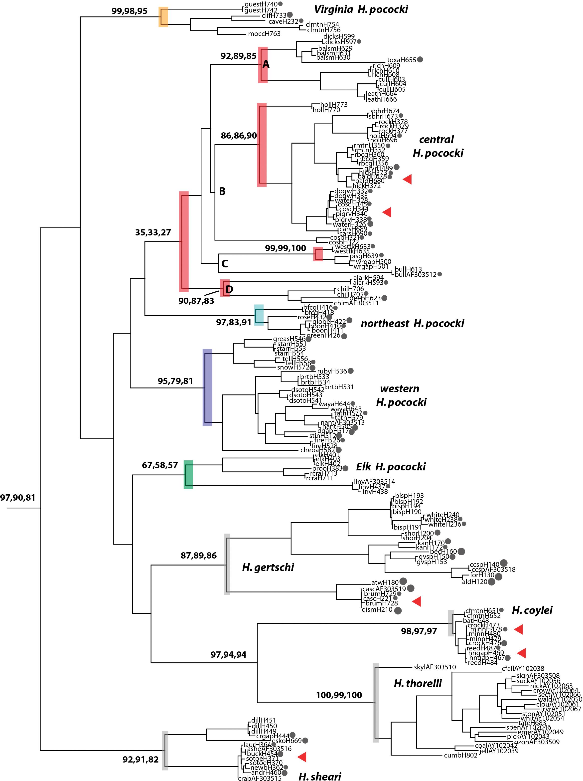 Extreme mitochondrial population subdivision in southern Appalachian ...