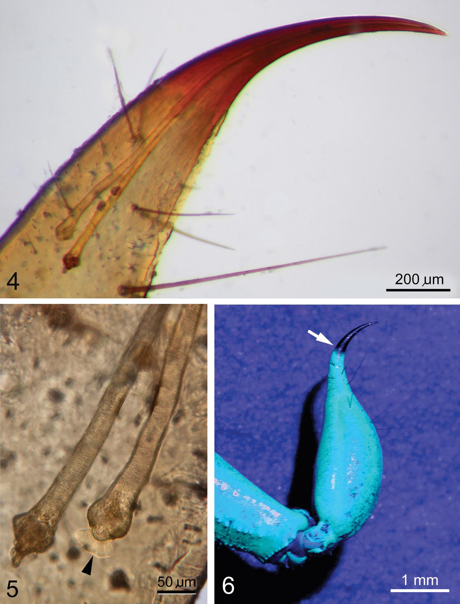 Fine structure of the stinger (aculeus) in Euscorpius