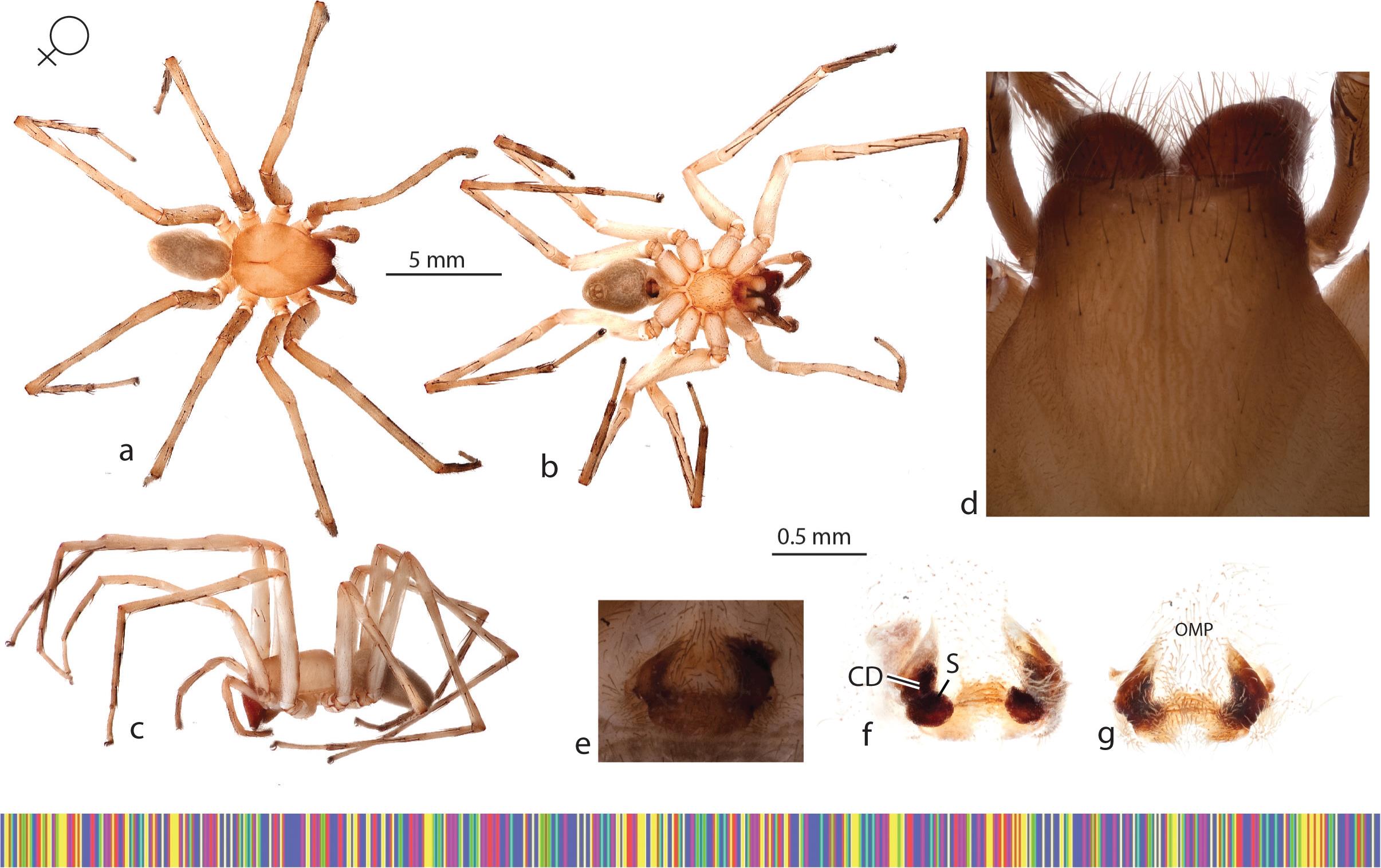 Discovery of two new species of eyeless spiders within a single ...