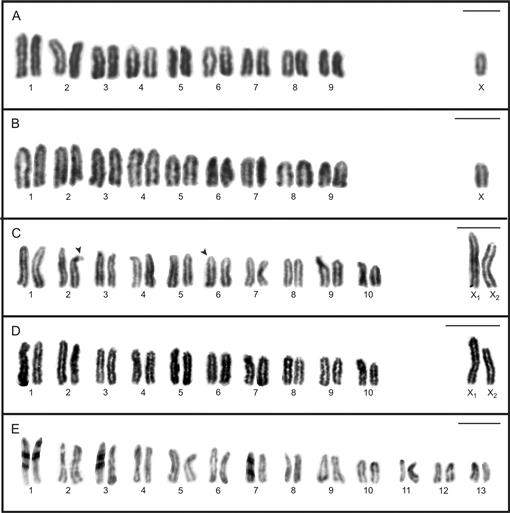 Chromosome evolution in lycosoid spiders (Araneomorphae): a scenario ...