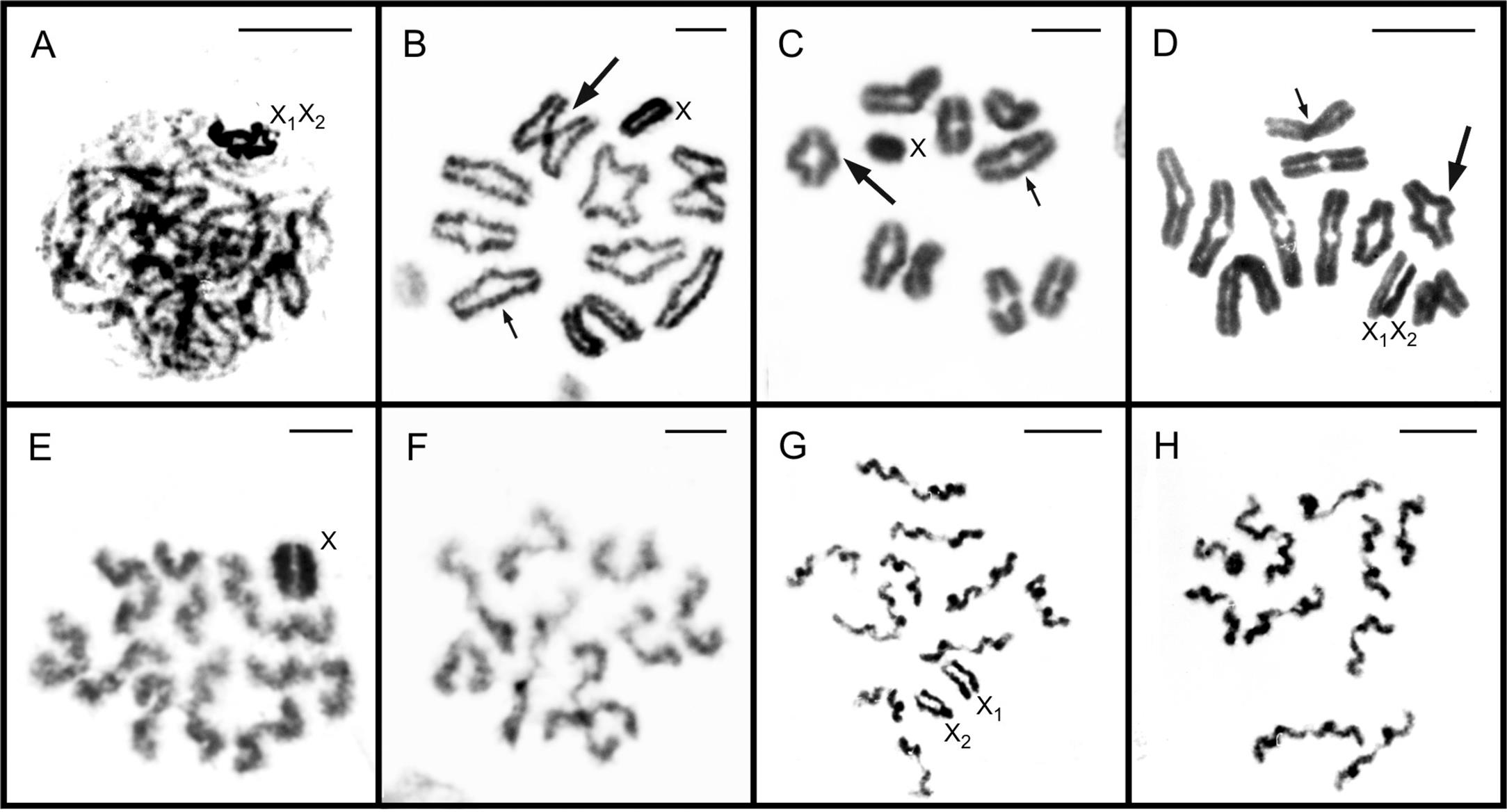 Chromosome evolution in lycosoid spiders (Araneomorphae): a scenario ...