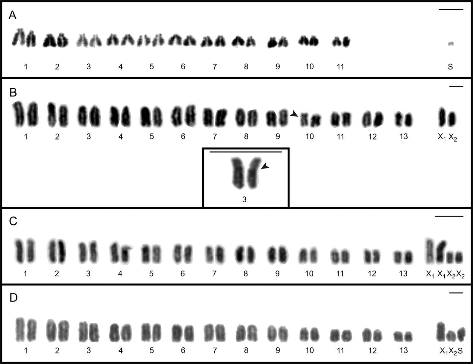 Chromosome evolution in lycosoid spiders (Araneomorphae): a scenario ...
