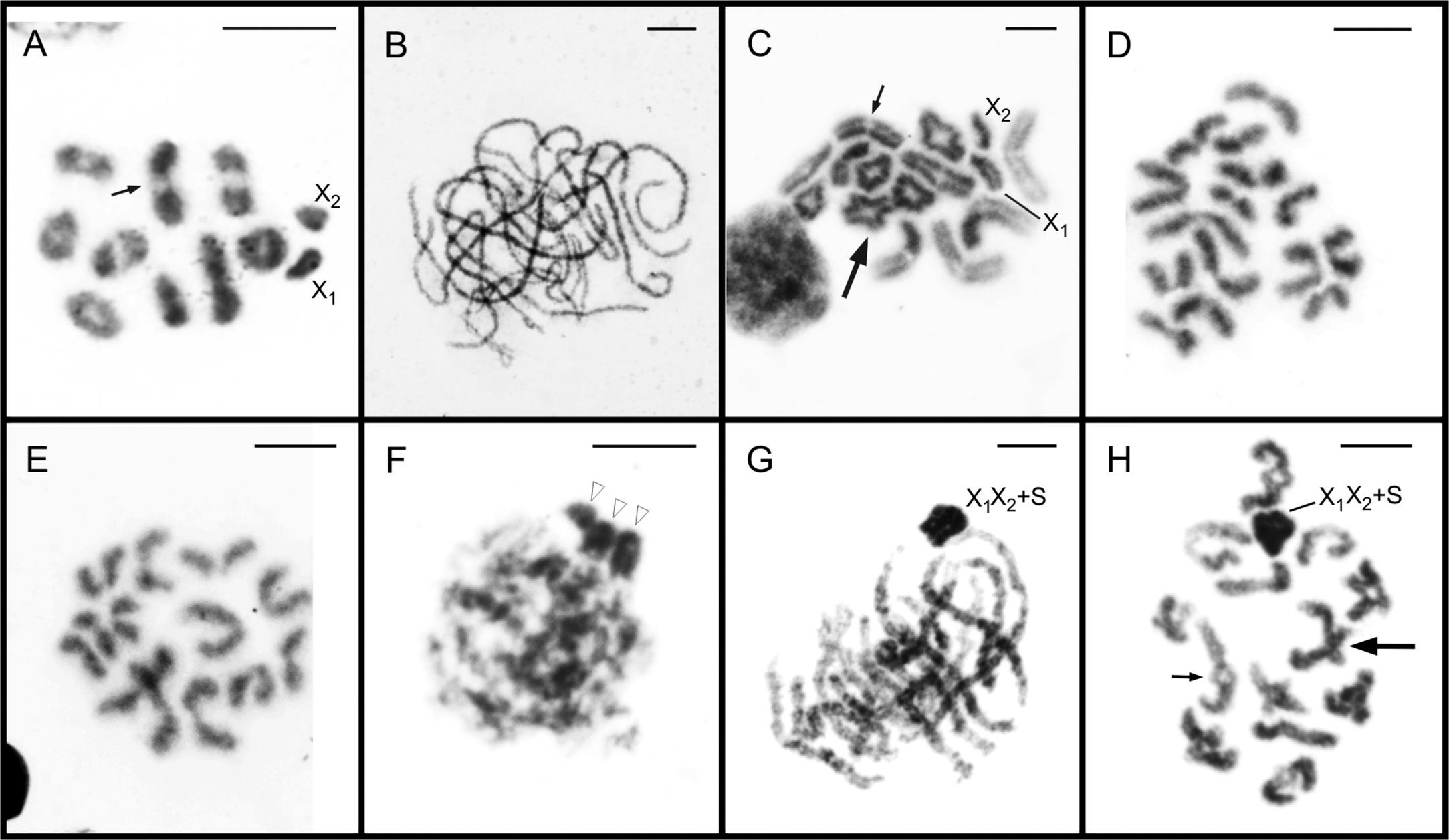 Chromosome evolution in lycosoid spiders (Araneomorphae): a scenario ...
