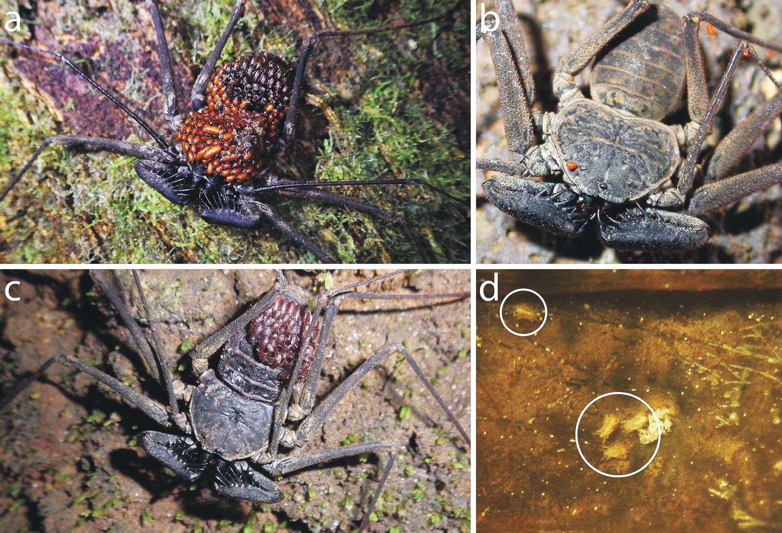 The behavioral ecology of amblypygids