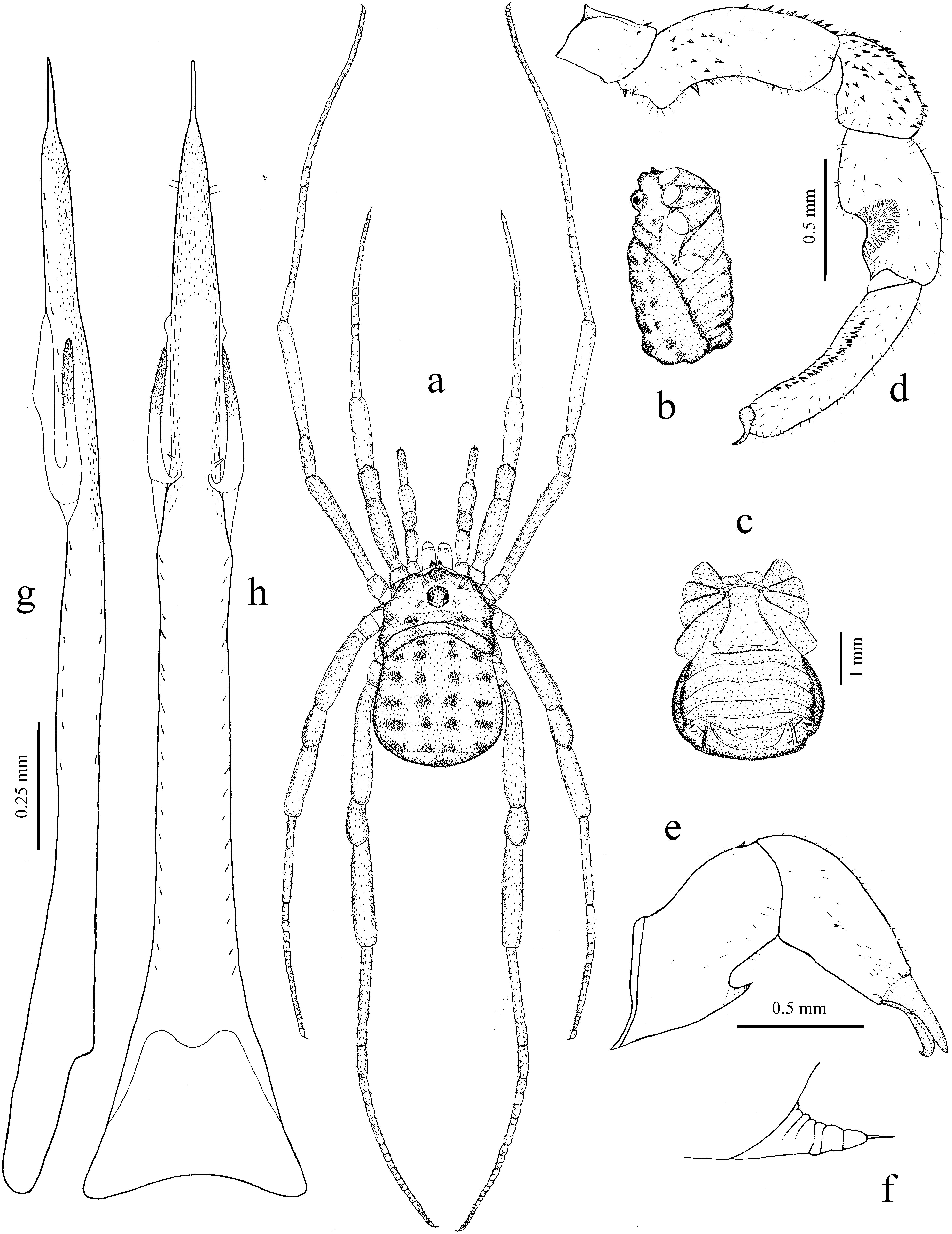 The Opiliones of Iran with a description of a new genus and two new species