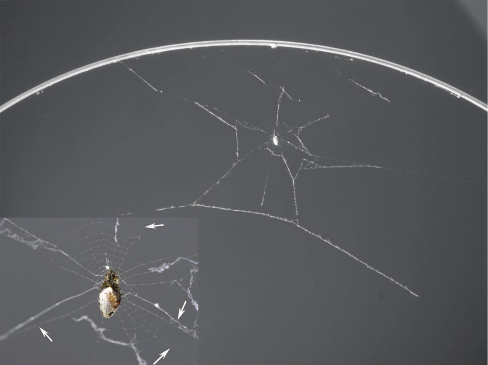 Evaluation of manipulative effects by an ichneumonid spider ...