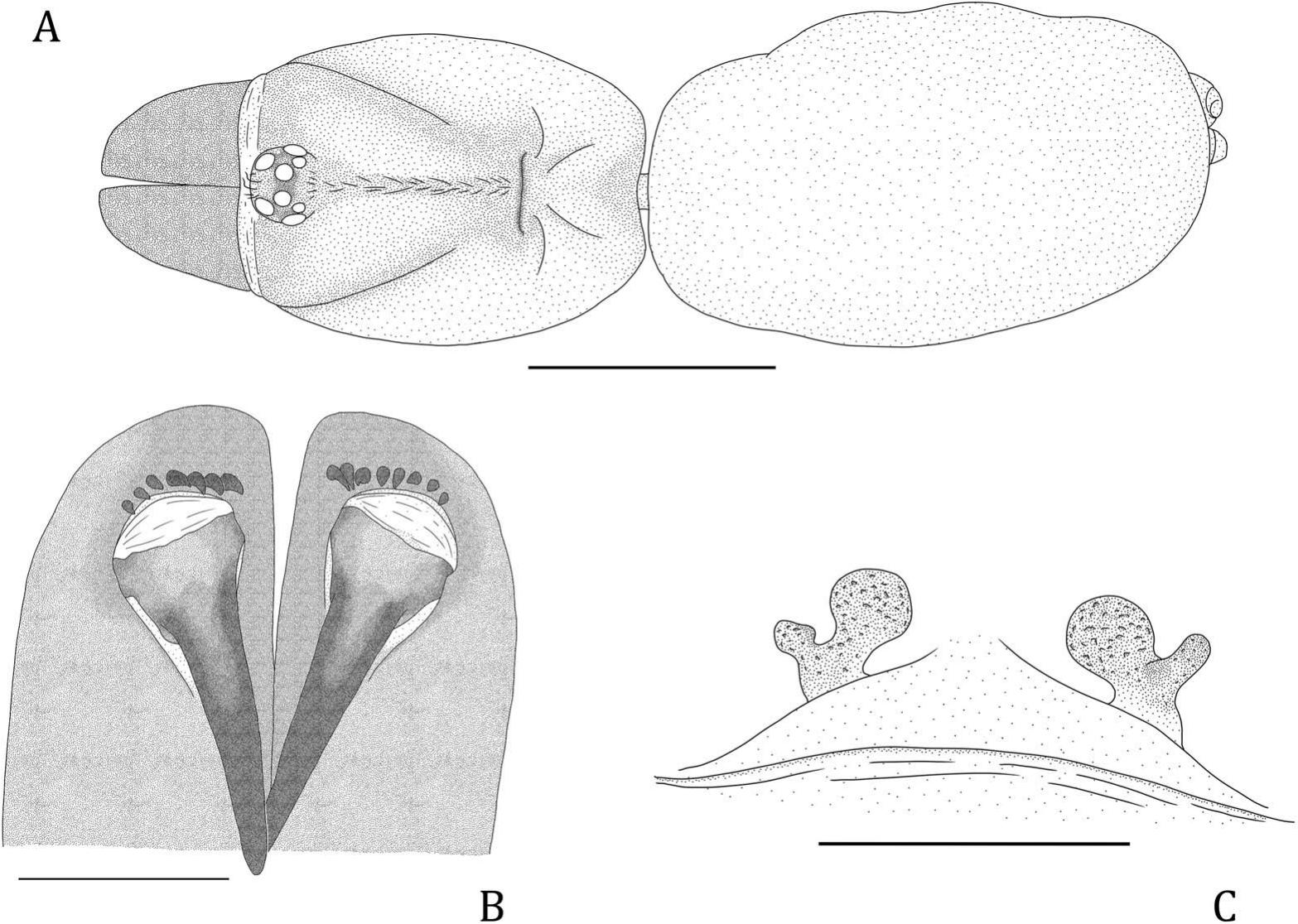 Discovery of a new intertidal trapdoor spider of the genus Idioctis ...