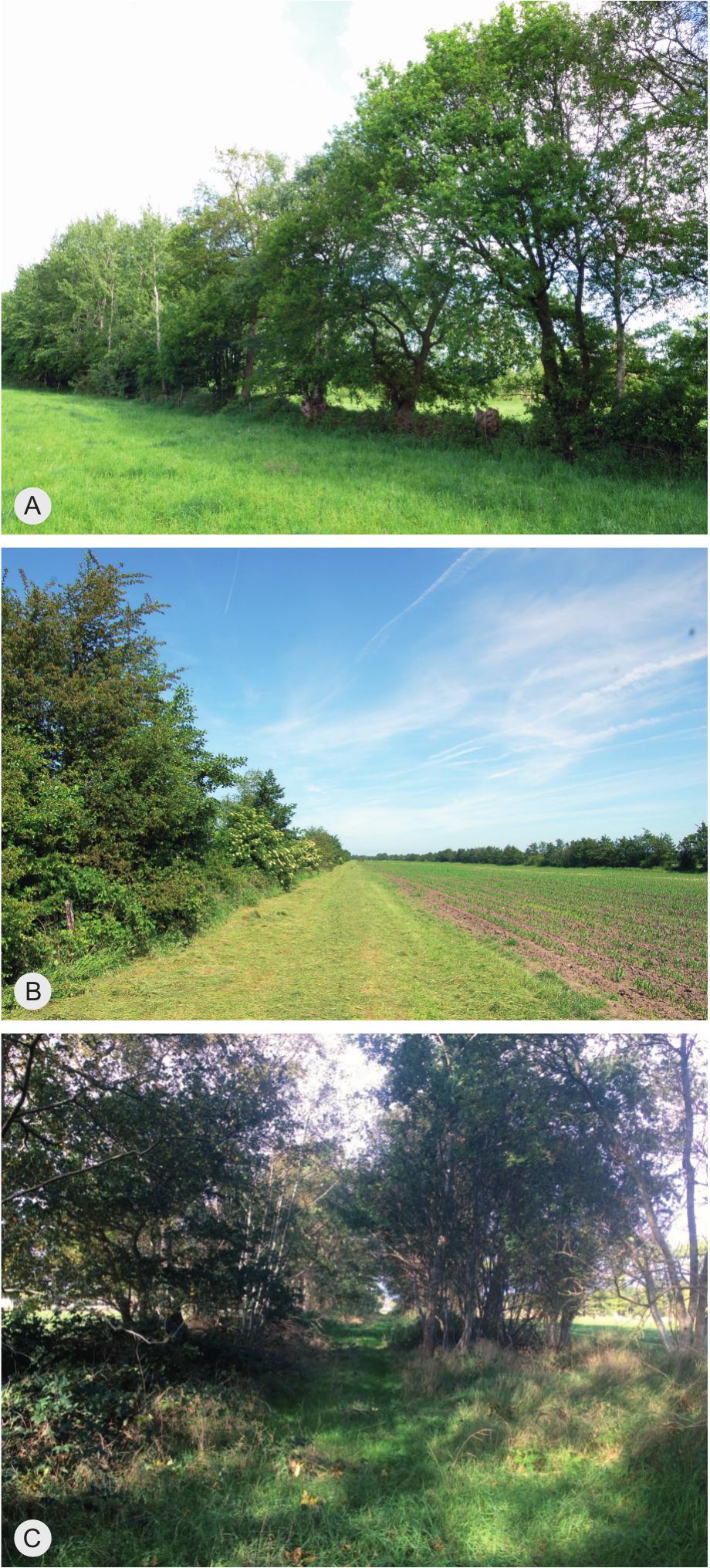 Key Habitat Factors of Breeding Birds in Agricultural Hedgerow ...