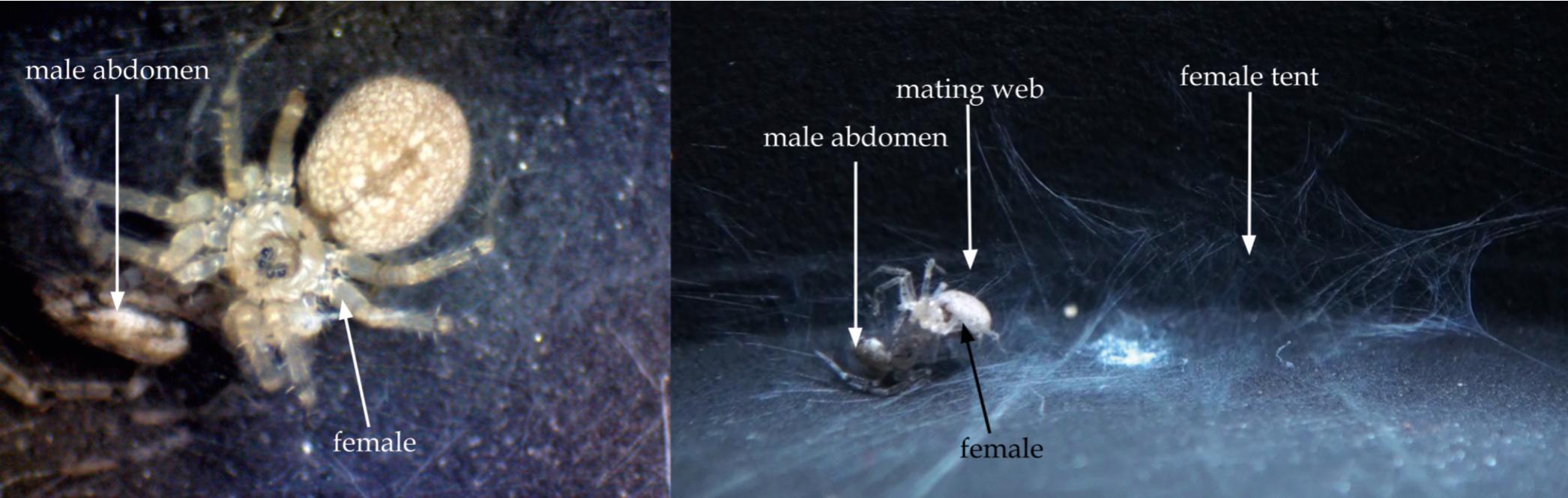 Description of the courtship and copulation behaviours of the wall ...