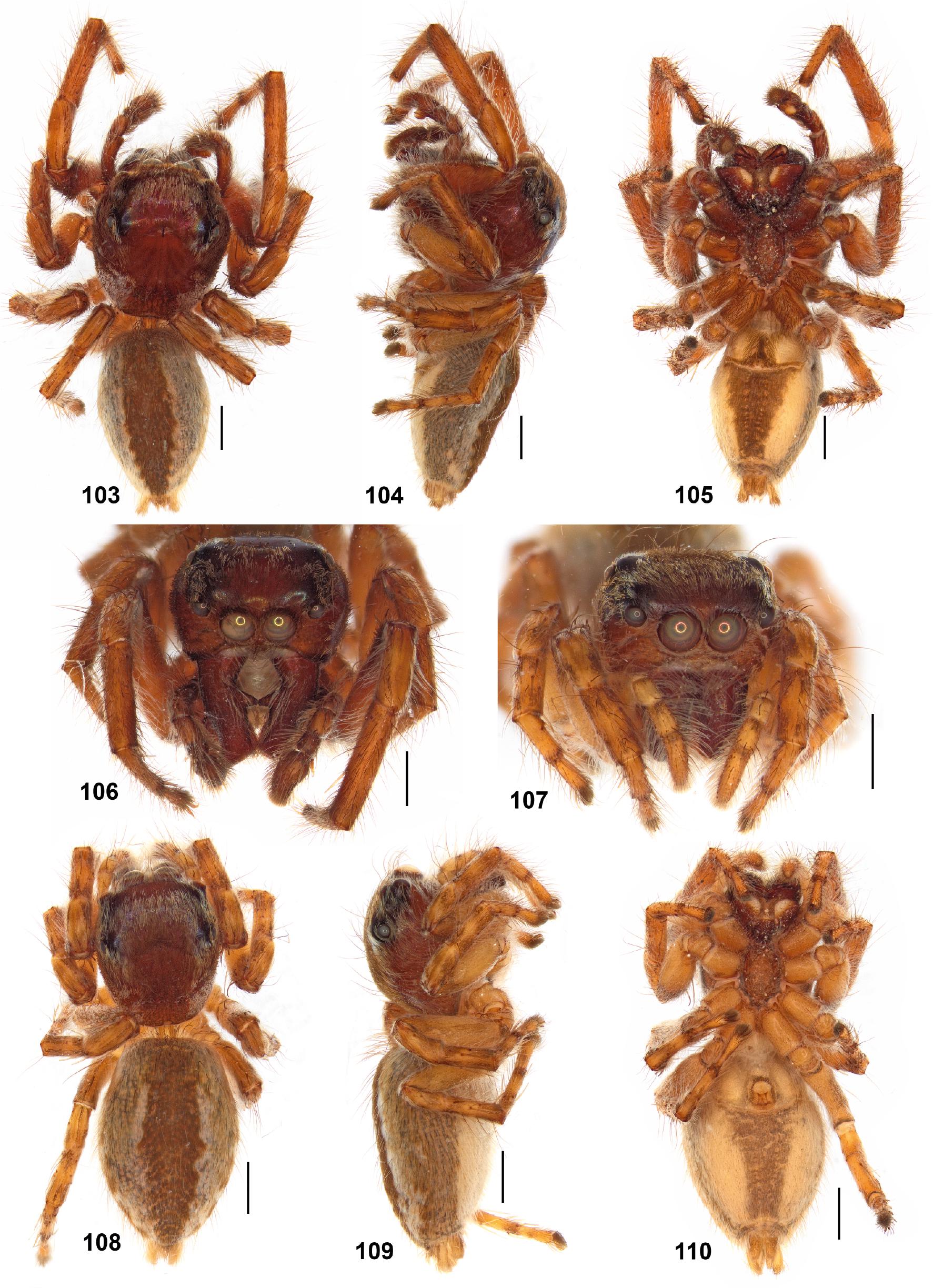 On the jumping spiders (Araneae: Salticidae) from Iran collected by ...