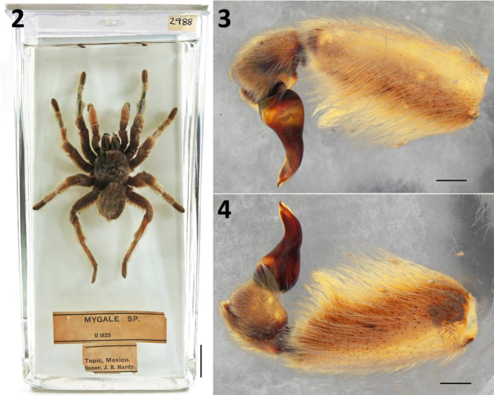 An annotated catalogue of the theraphosid spiders held in the ...