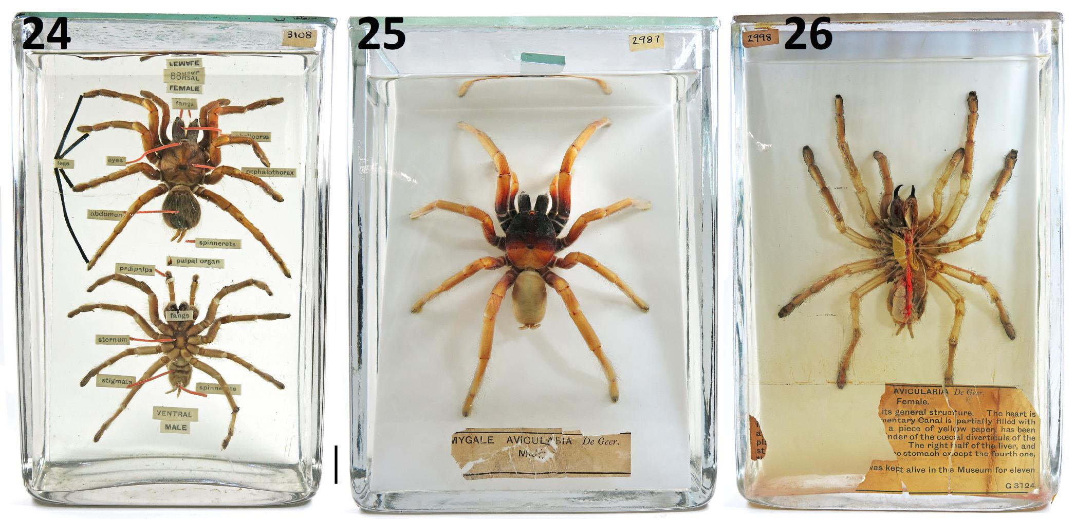 An annotated catalogue of the theraphosid spiders held in the ...