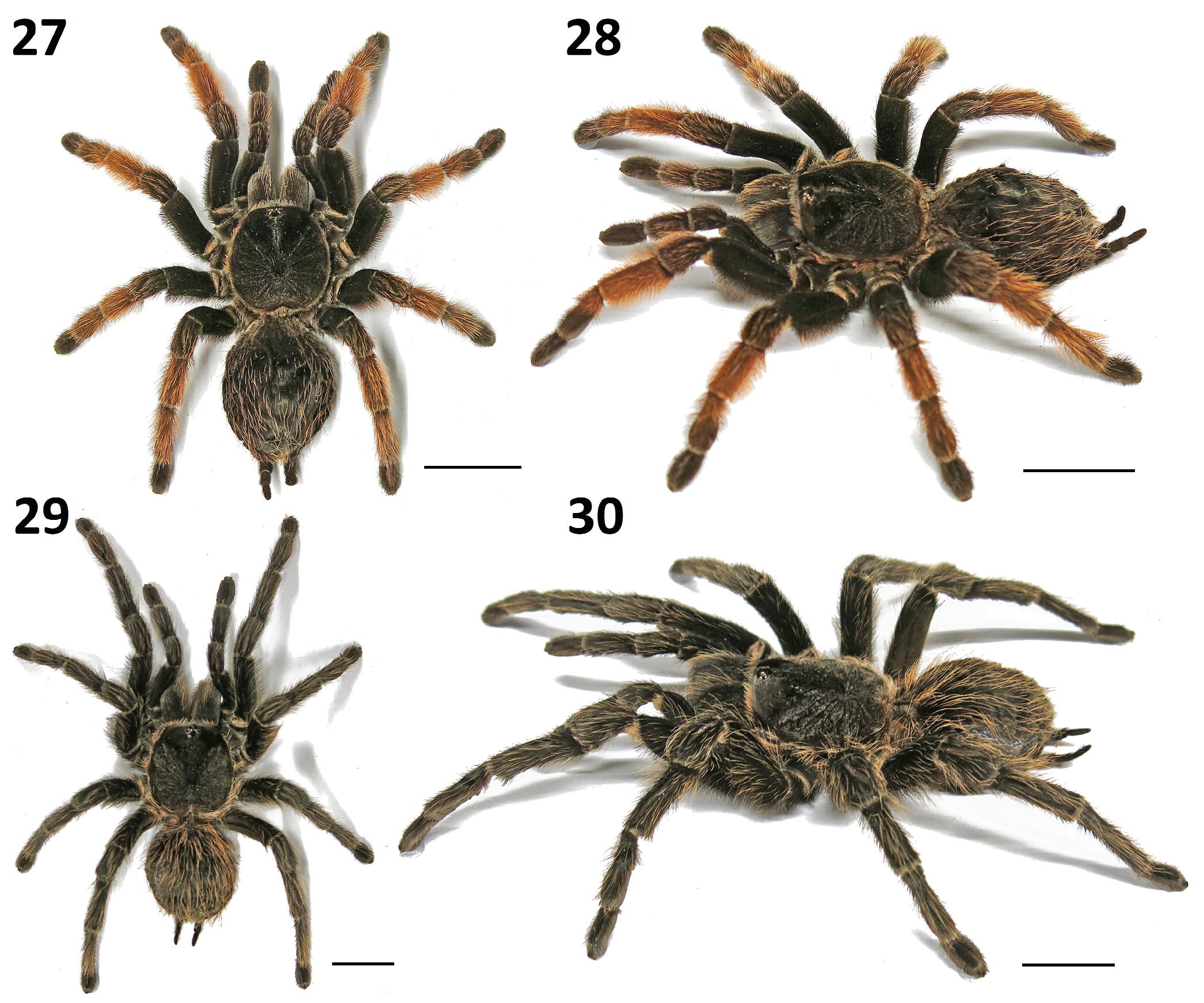 An annotated catalogue of the theraphosid spiders held in the ...