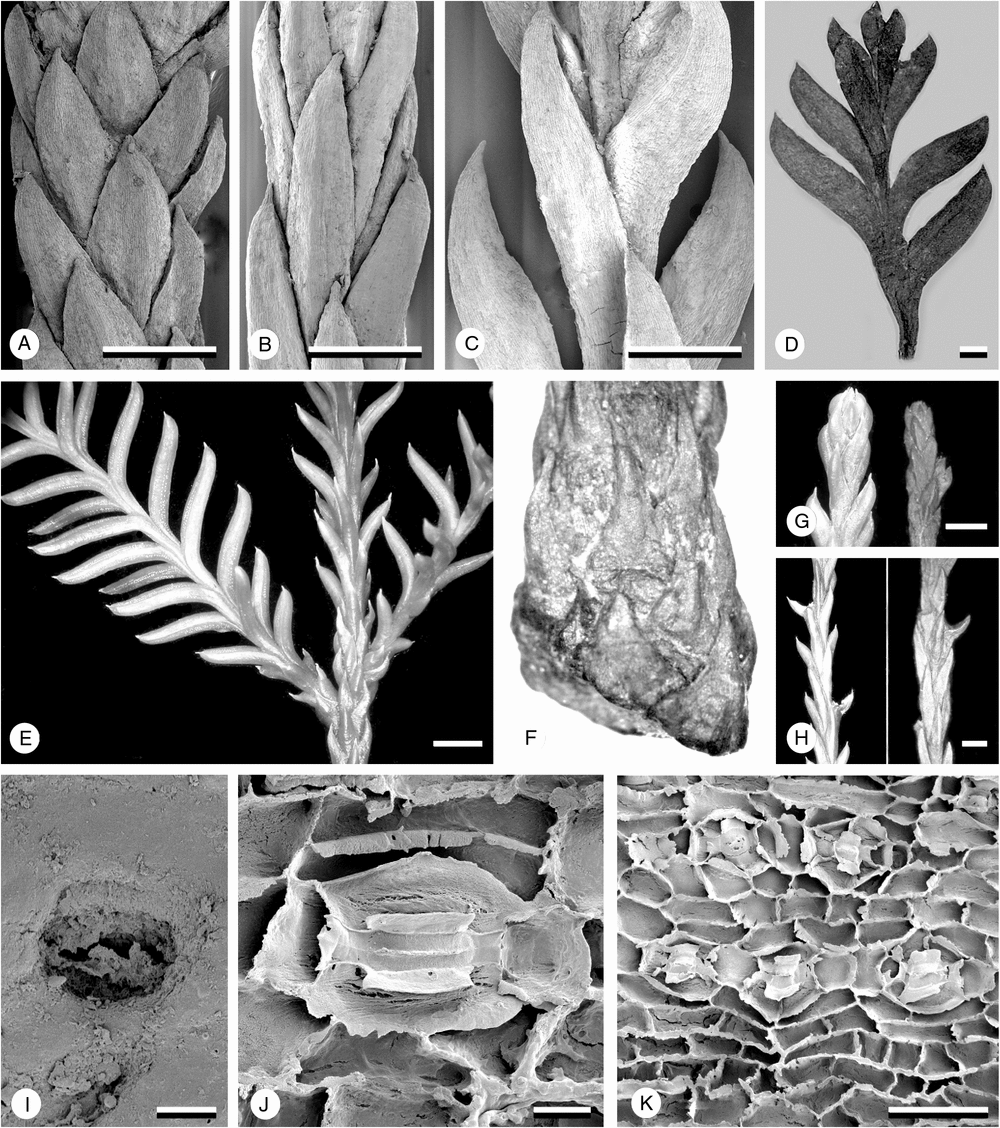 The Miocene conifer flora of Balcombe Bay, Victoria, Australia